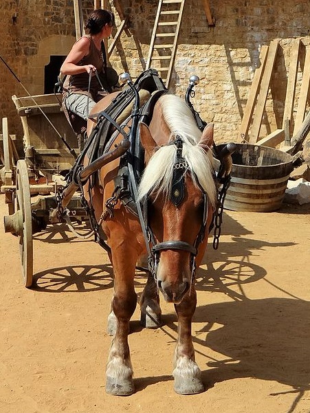 chevaux – Le Monde et Nous